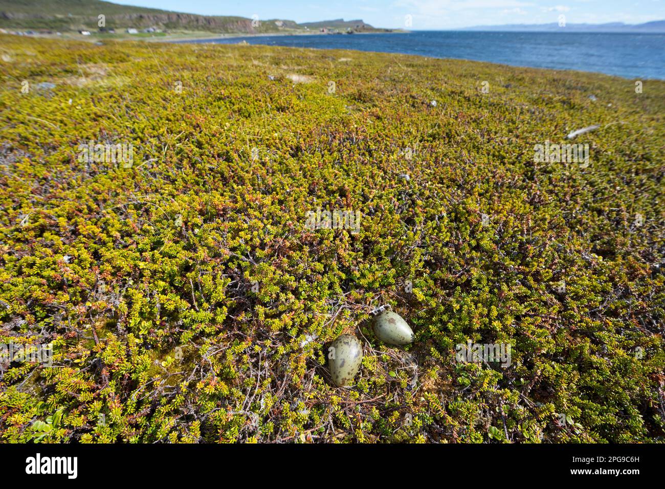 Schmarotzer-Raubmöwe, Schmarotzerraubmöwe, Gelege, Ei, Eier, Nestin der ...