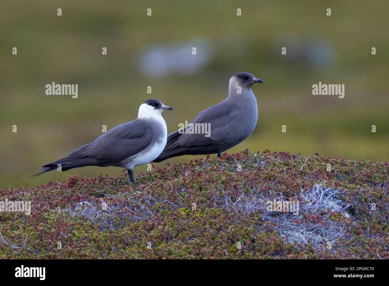 Schmarotzer-Raubmöwe, Schmarotzerraubmöwe, Paar, Pärchen, helle und ...