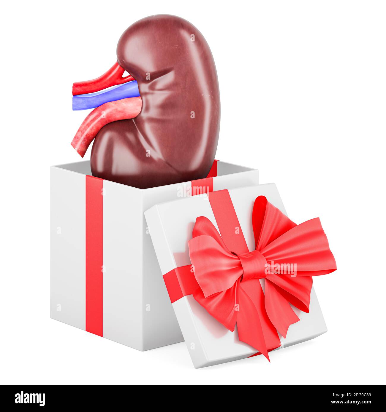 Human Kidney inside gift box, present concept. 3D rendering isolated on ...