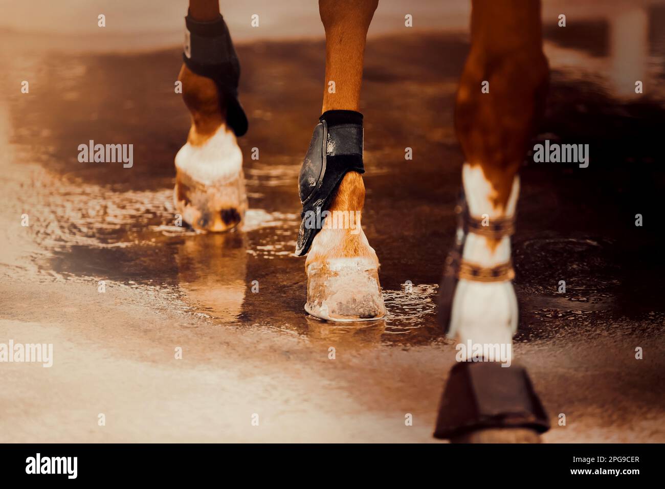 The legs of a beautiful sorrel horse, which steps with its hooves on ...
