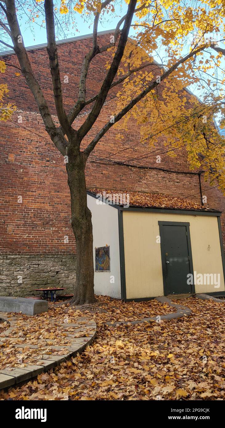 A large deciduous tree stands next to a tall, brick building, its ...