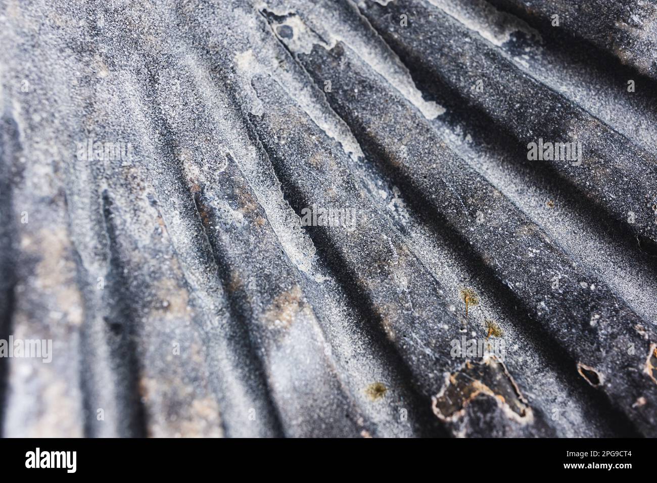 Macro shot of a gray seashell as a natural background, shallow DOF ...