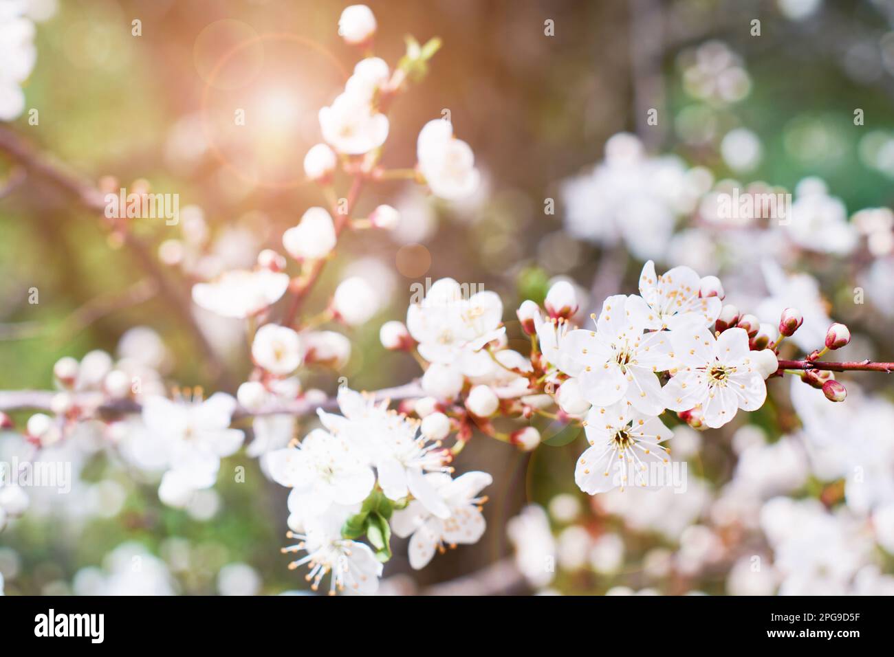 Spring Cherry Blossom. Abstract background of macro cherry blossom tree ...