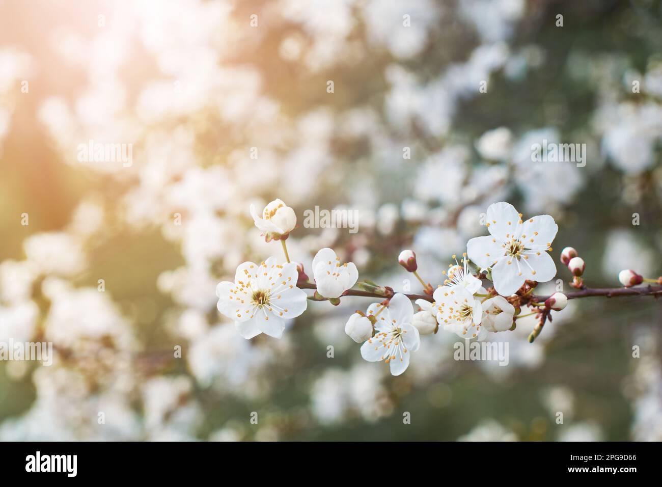 Spring Cherry Blossom. Abstract background of macro cherry blossom tree ...