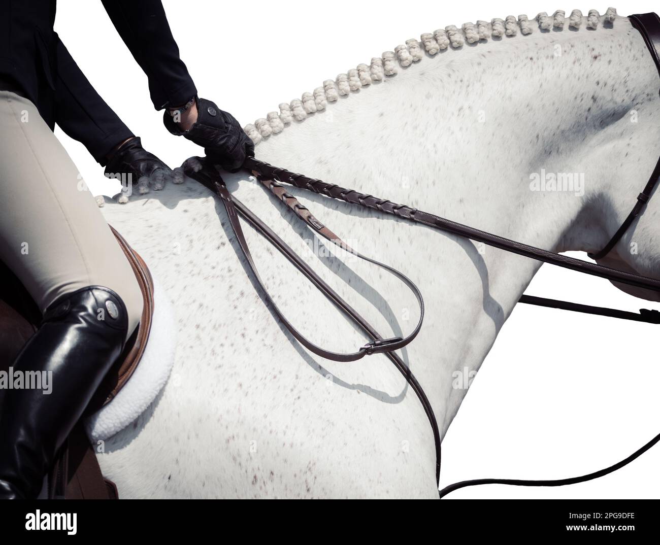 High key, white background of rider, no faces shown, and horses ...