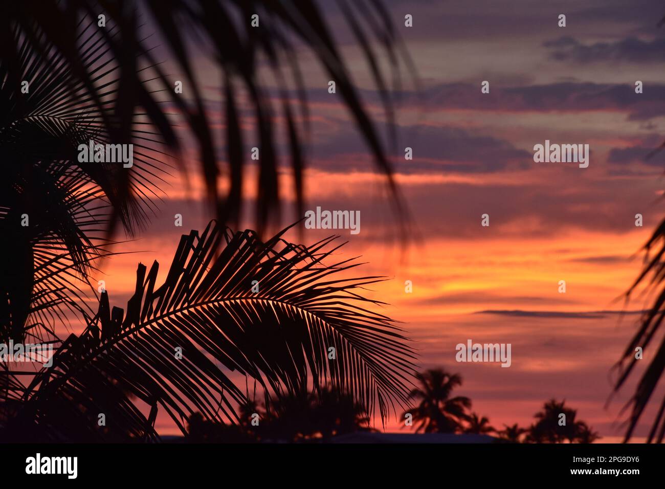A colorful Summer sunset behind palms in Marathon, Florida in the ...
