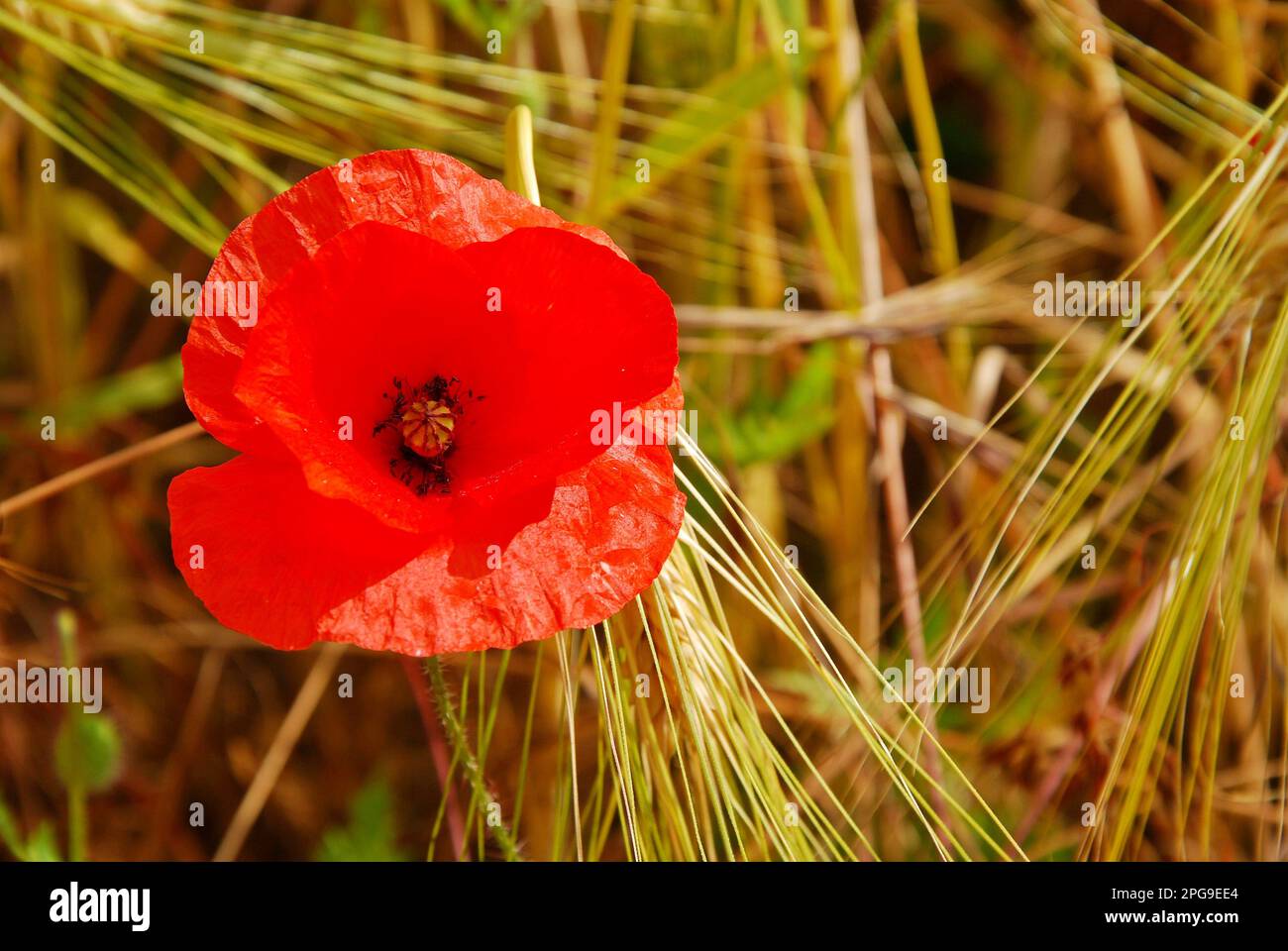 Poppy for rememberance hi-res stock photography and images - Alamy