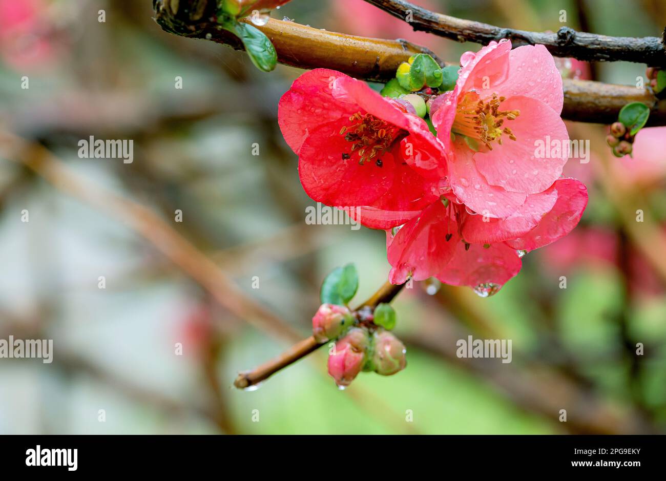 Japanese quince chaenomeles japonica in hi-res stock photography and ...