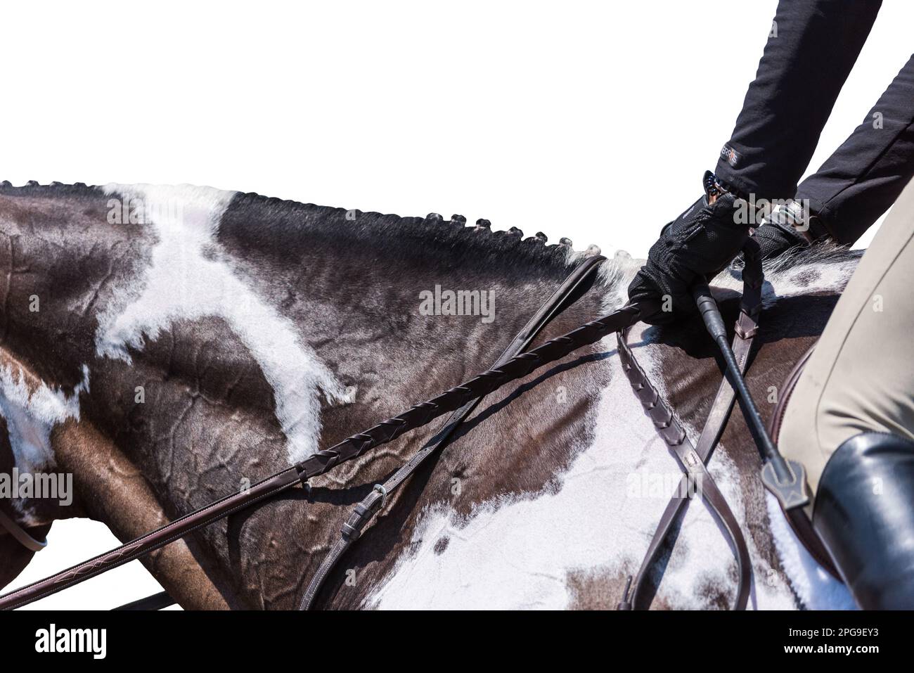 High key, white background of rider, no faces shown, and horses ...