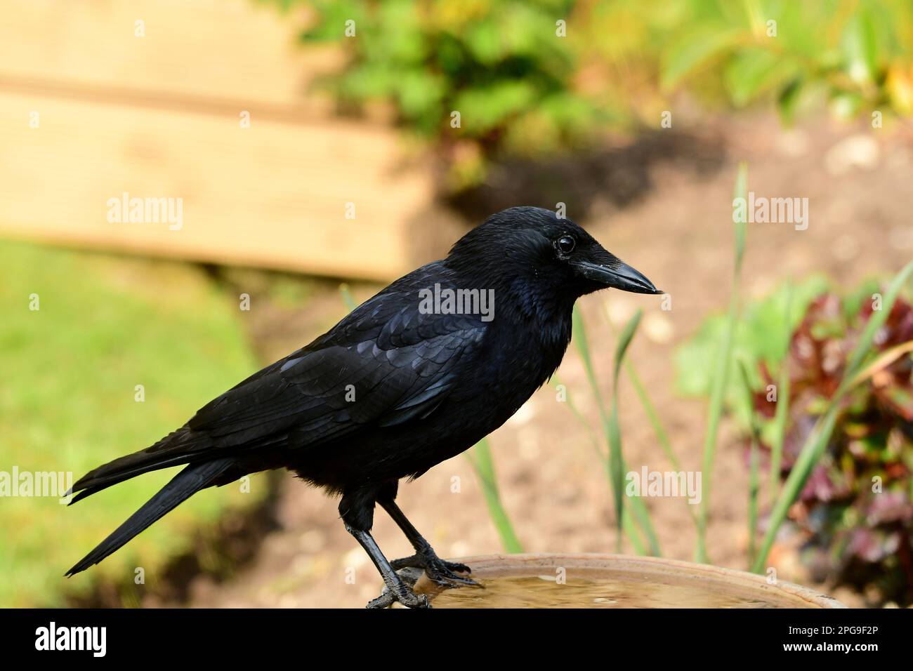 Big crow hi-res stock photography and images - Alamy