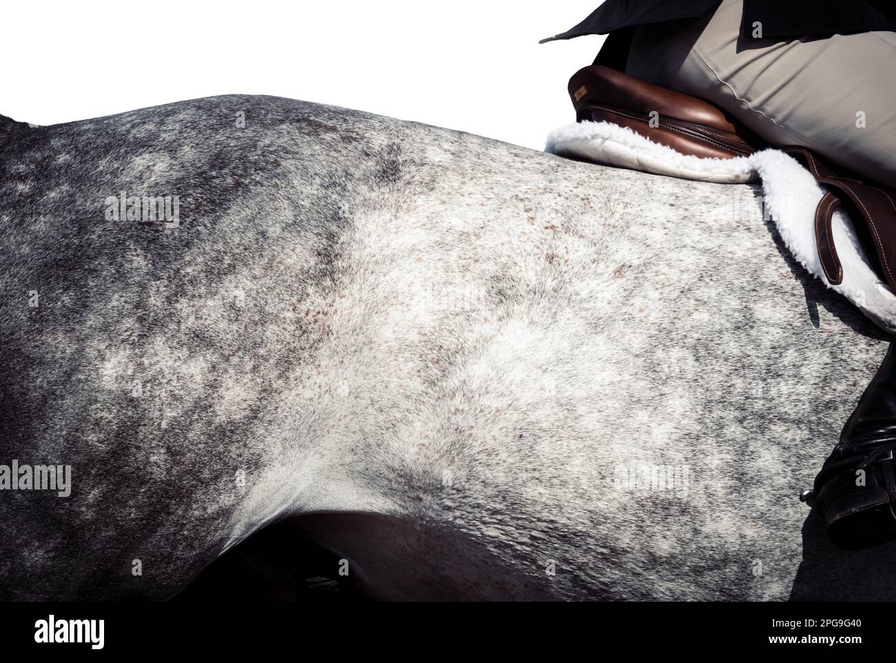 High key, white background of rider, no faces shown, and horses ...