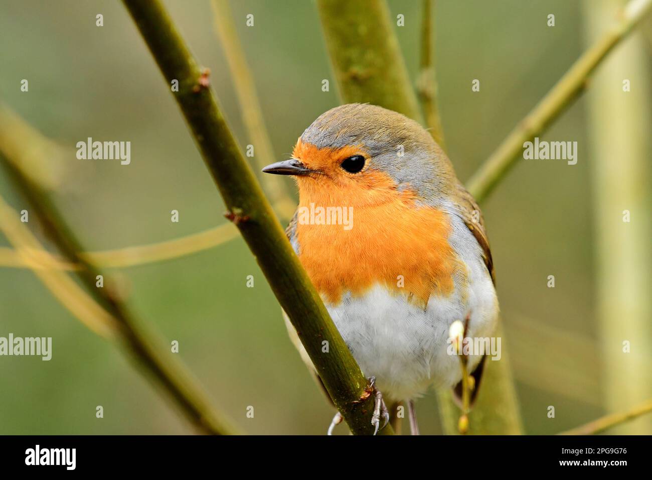 Forest robins hi-res stock photography and images - Alamy