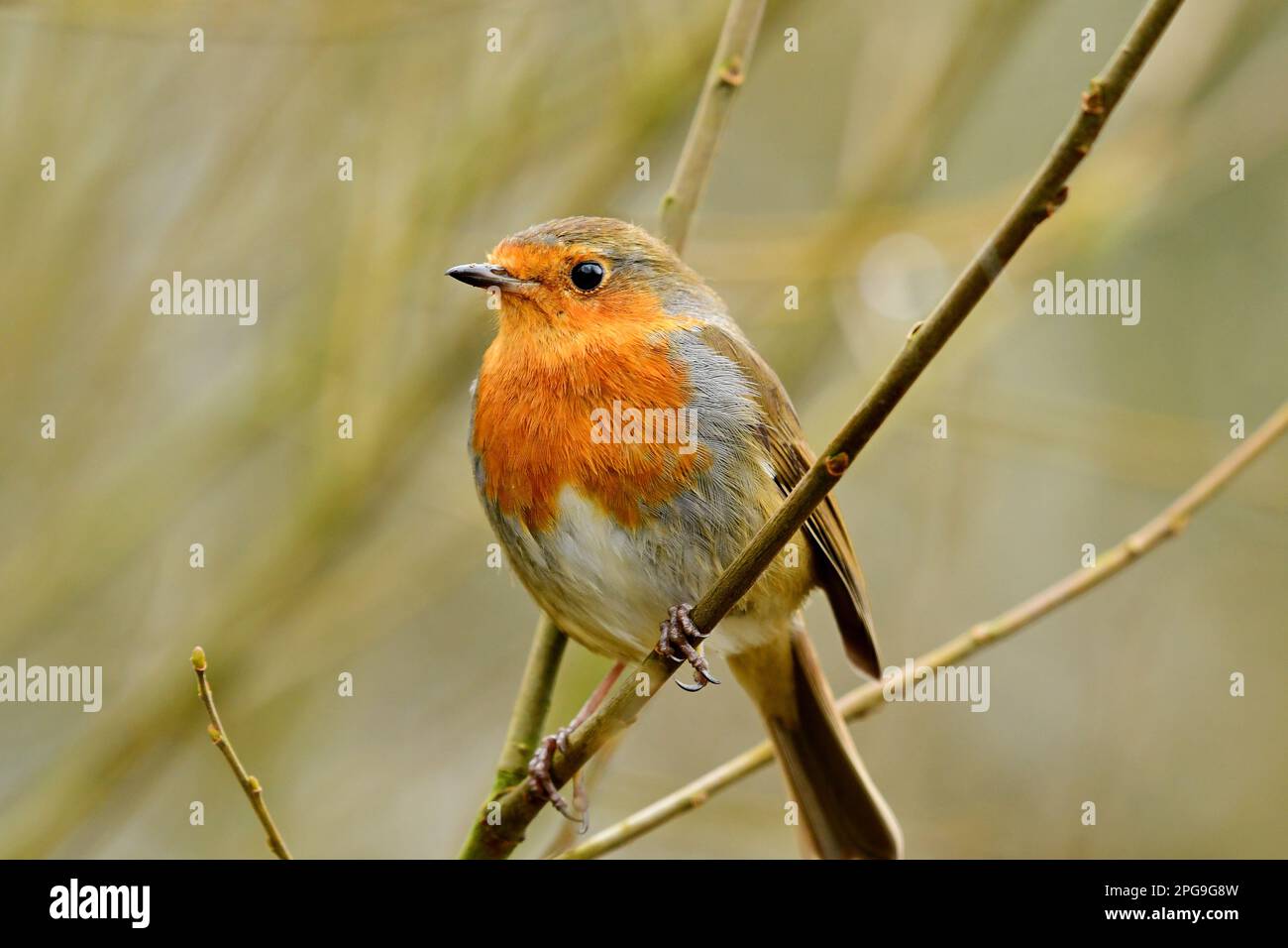 Forest robins hi-res stock photography and images - Alamy