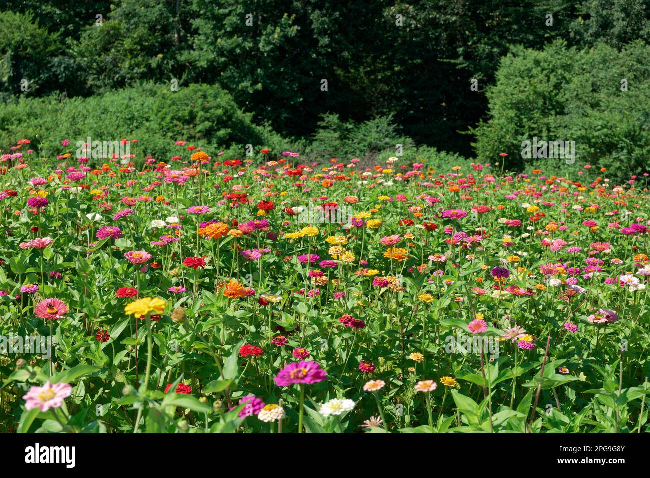 A rainbow of colors of several varieties of zinnias in full bloom in a ...