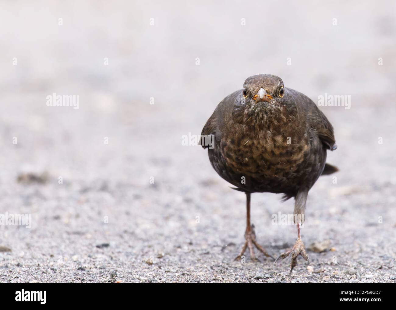 Female blackbird front hi-res stock photography and images - Alamy