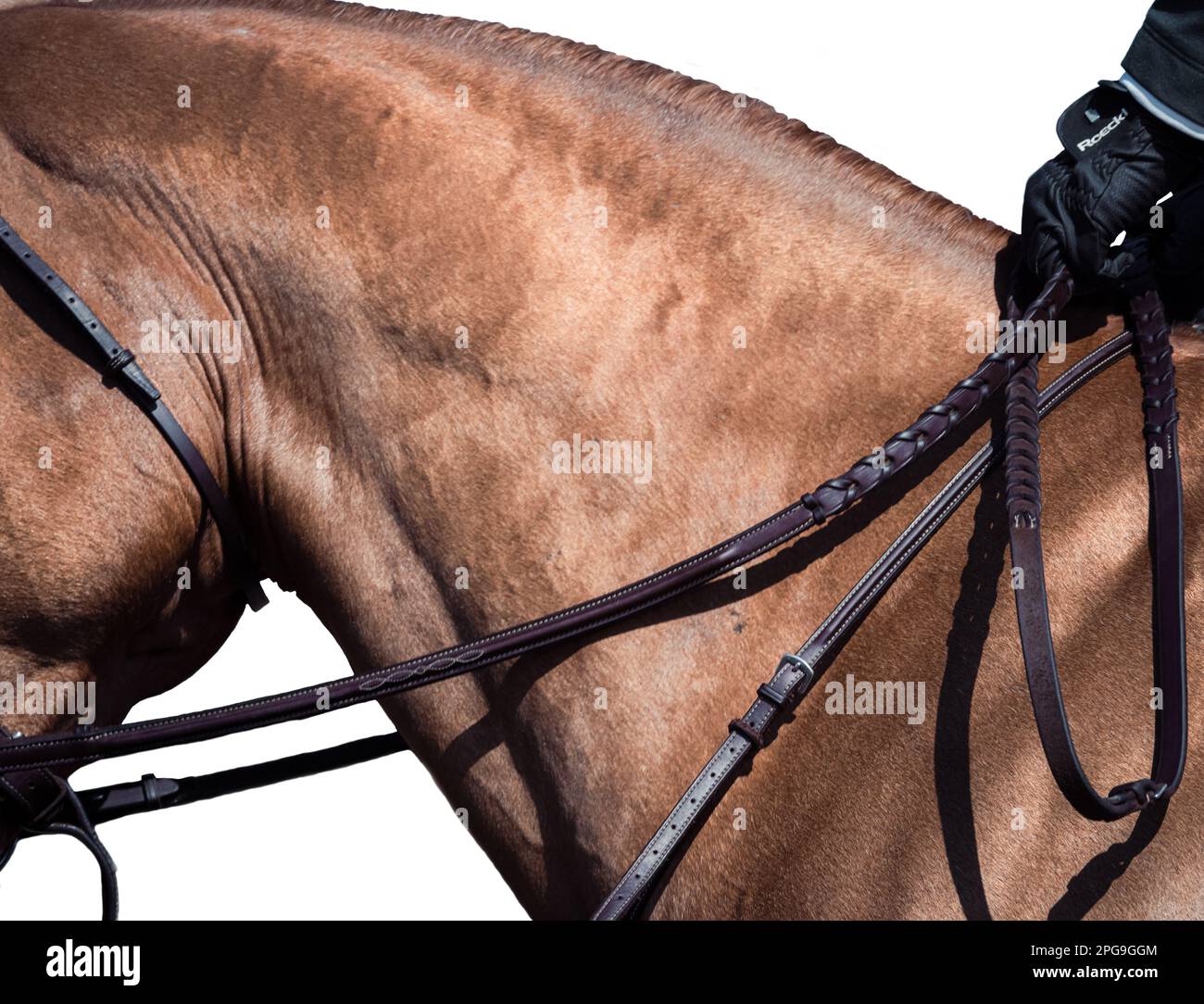 High key, white background of rider, no faces shown, and horses ...