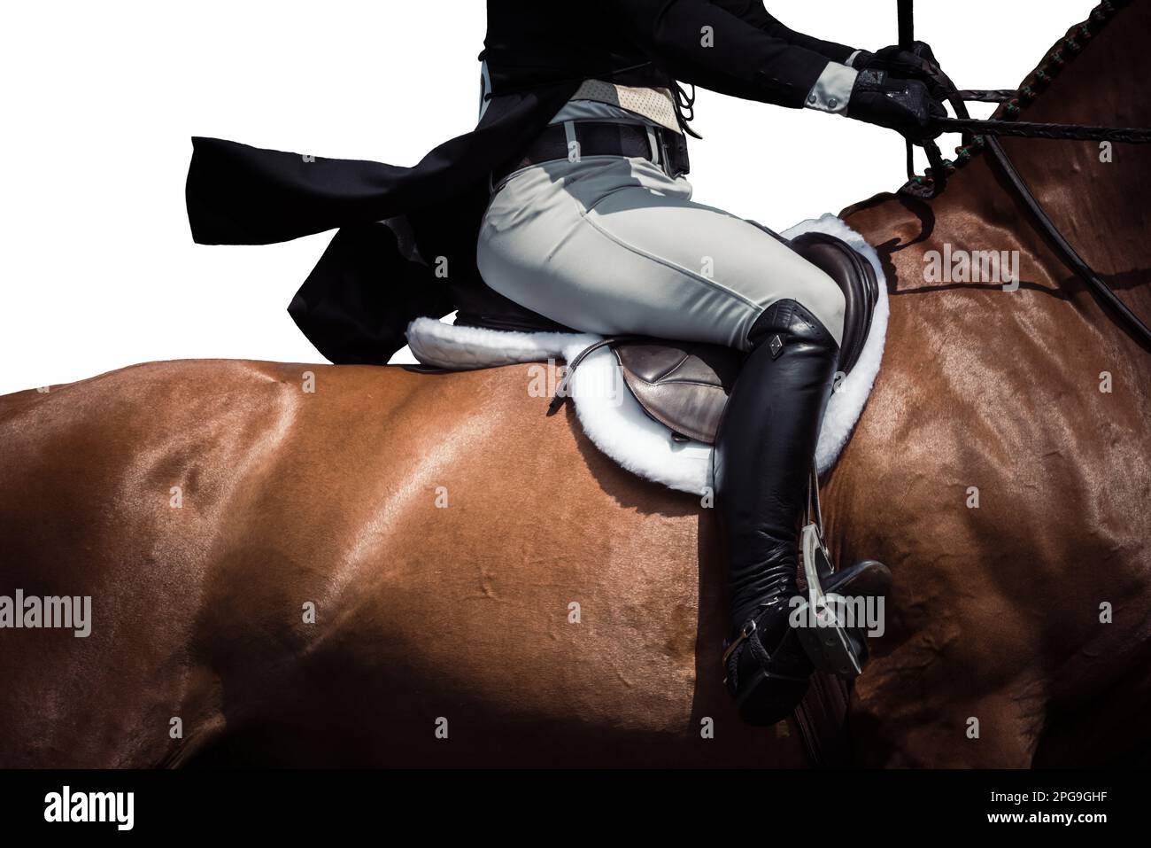 High key, white background of rider, no faces shown, and horses ...