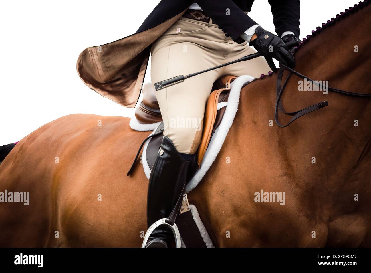 High key, white background of rider, no faces shown, and horses ...