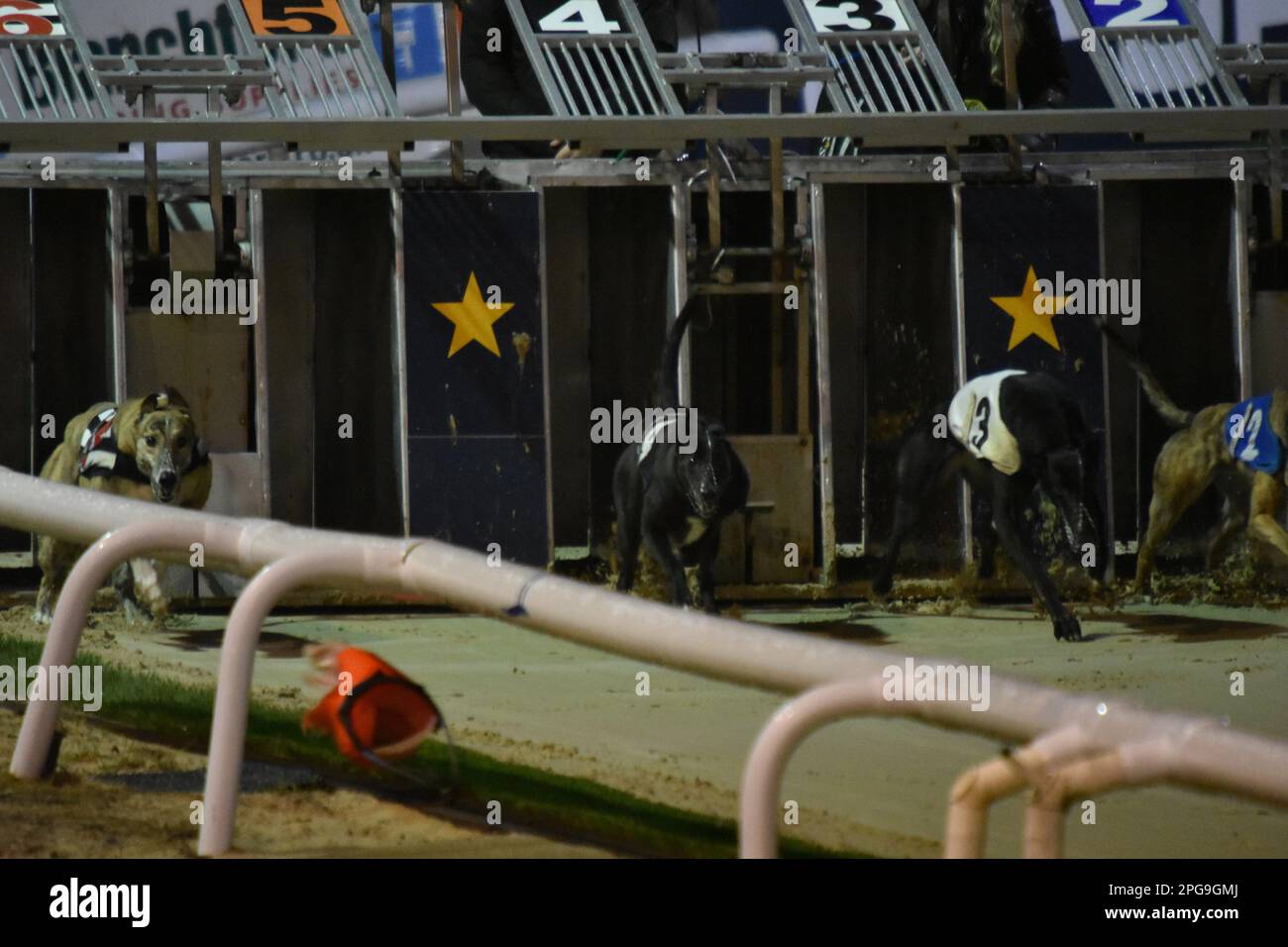 Oxford, UK. 20th Mar 2023. Greyhounds leave the newly installed traps ...