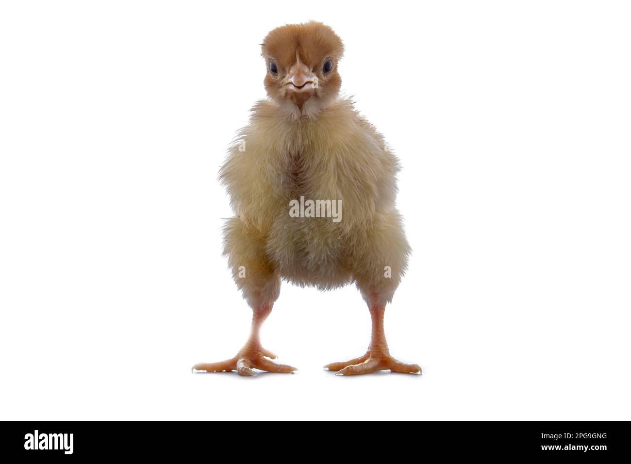 A newly born chick on a transparent background Stock Photo - Alamy