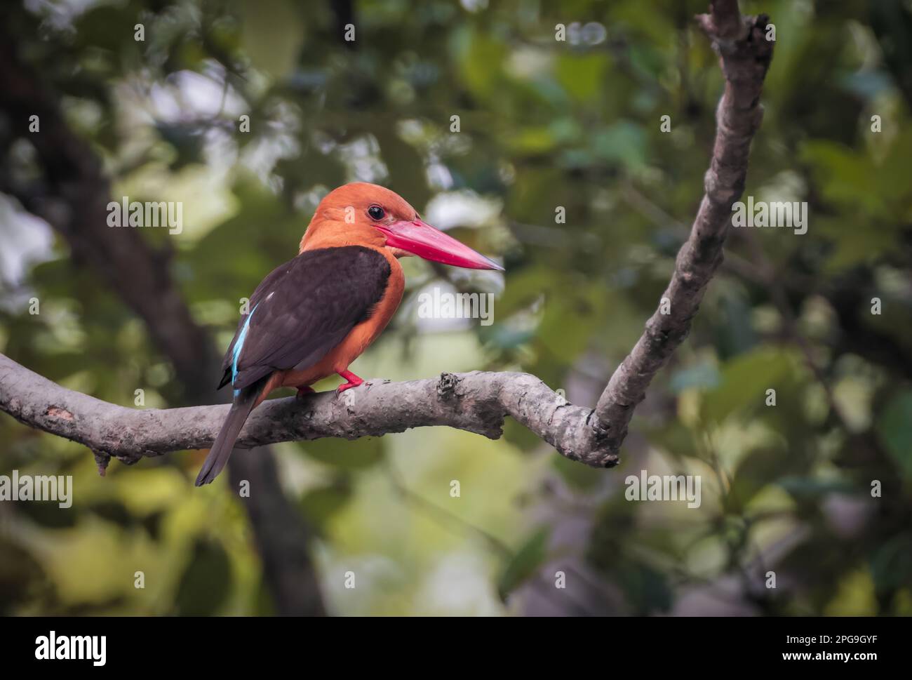 Brown-winged kingfisher is a species of bird in the subfamily ...