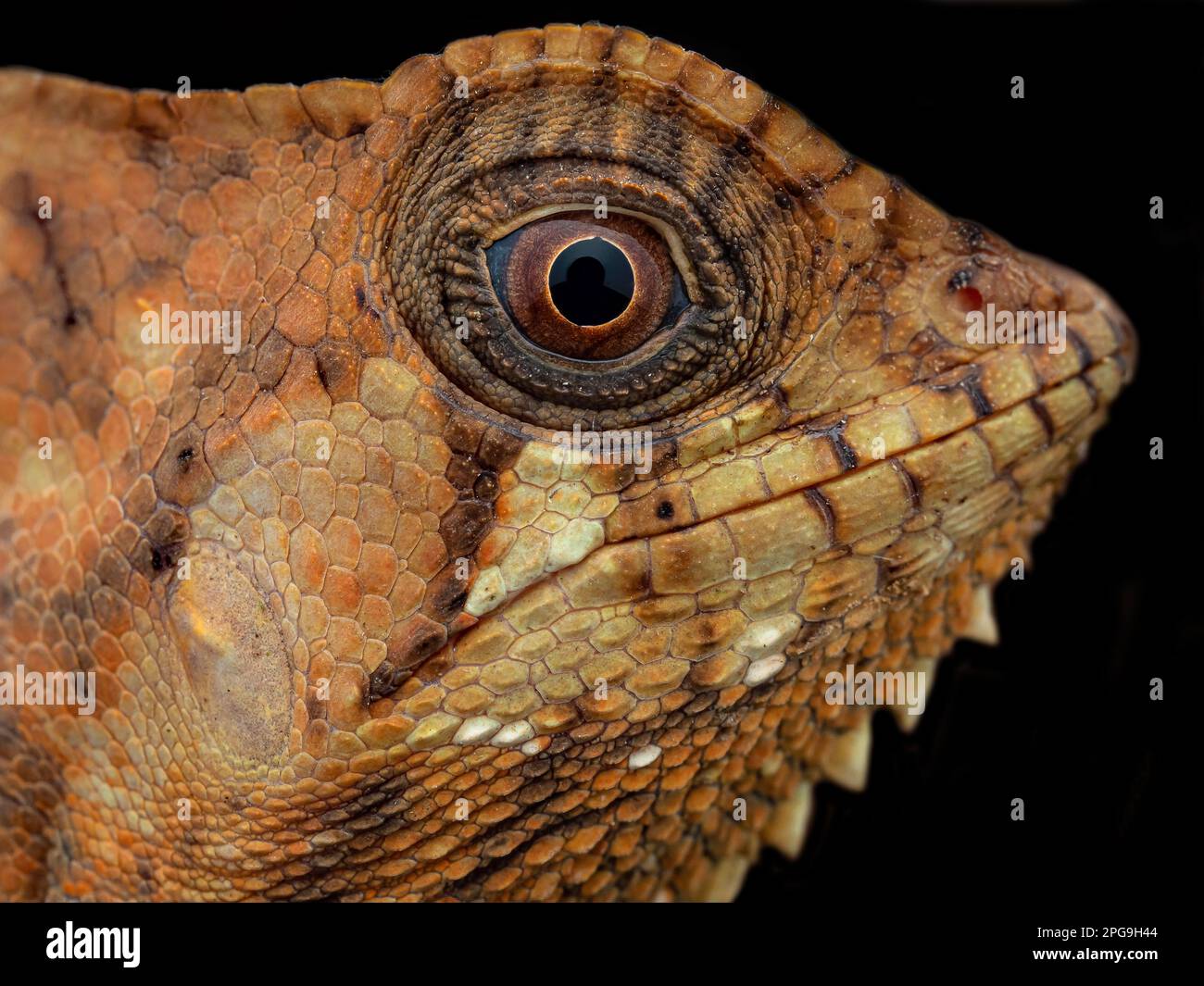 Macro eyes staring camera black hi-res stock photography and images - Alamy