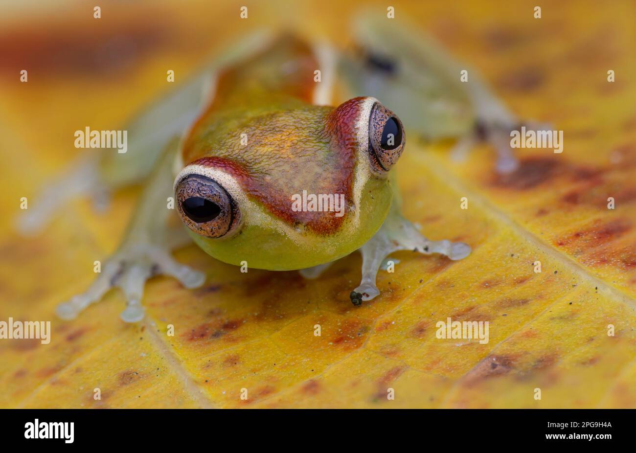 An amphibian, a green frog with its eyes open wide on a leaf Stock ...