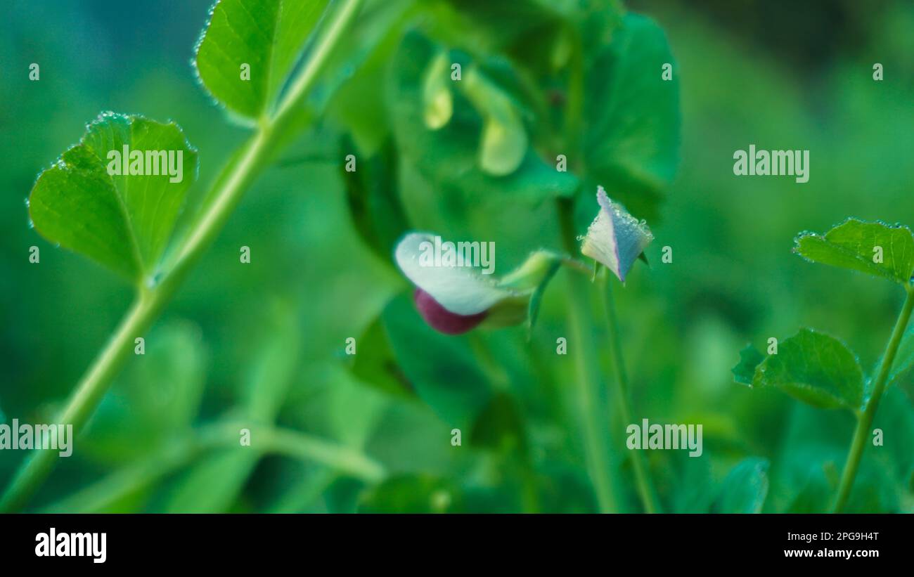 Crop field of Bangladesh. Close up photo of pea flower. White red blue ...