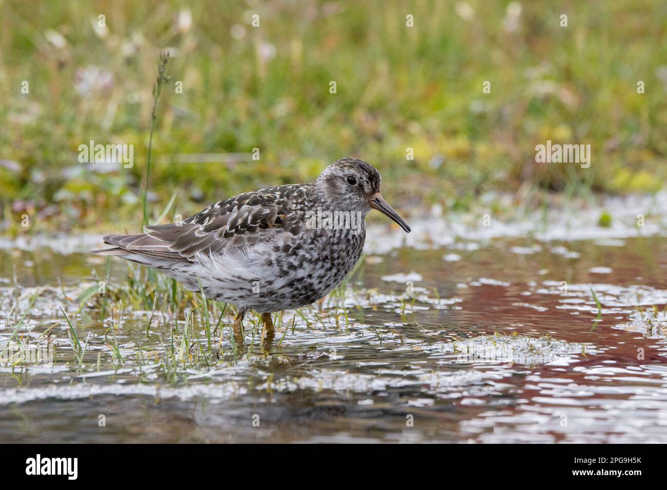 Purple sandpiper (Calidris maritima) in breeding plumage foraging along ...