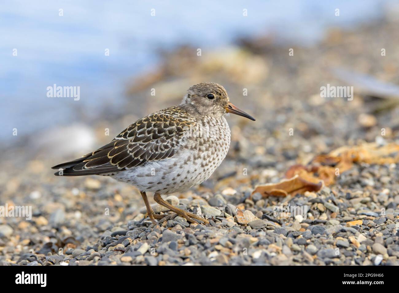 Purple sandpiper (Calidris maritima) in breeding plumage foraging along ...