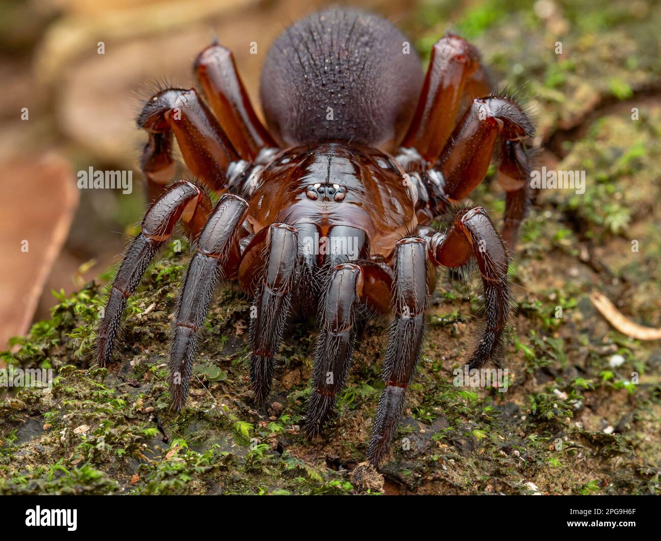 A vibrant red spider perched atop a bed of mossy ground and leaves ...