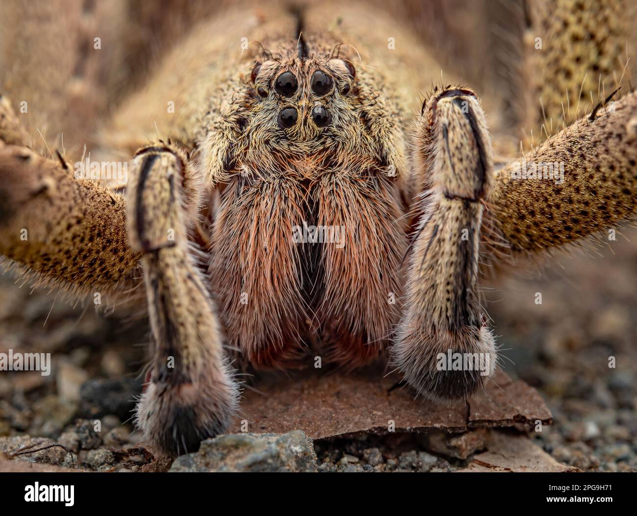 Spider with spiny legs hi-res stock photography and images - Alamy