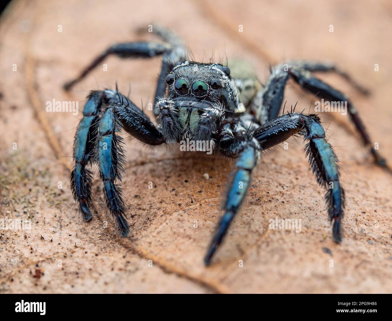 Hairy leaf surface hi-res stock photography and images - Alamy