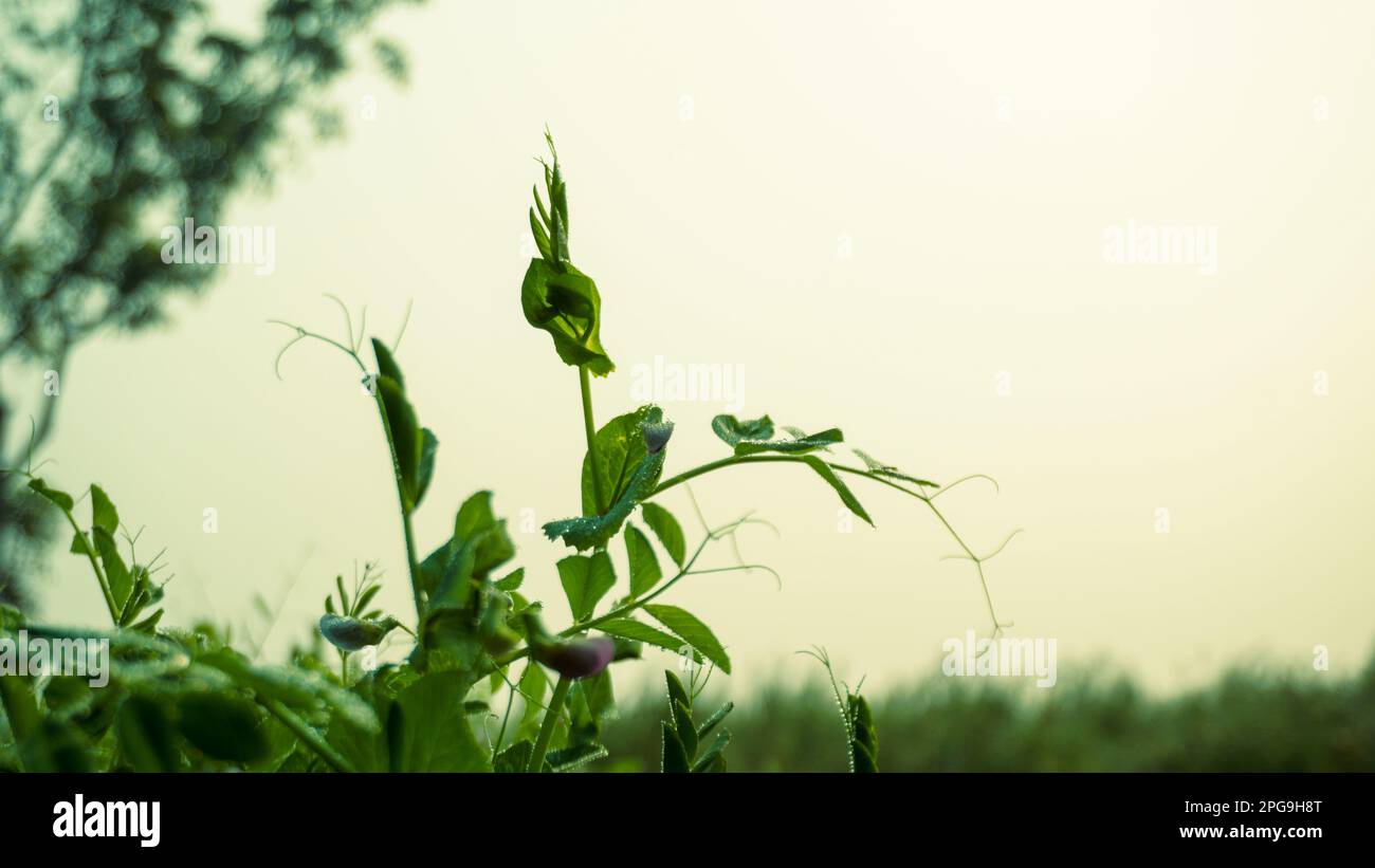 Crop field of Bangladesh. Vast pea fields. Close up photo of pea flower ...