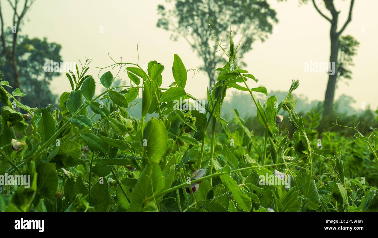 Crop field of Bangladesh. Vast pea fields. Close up photo of pea flower ...