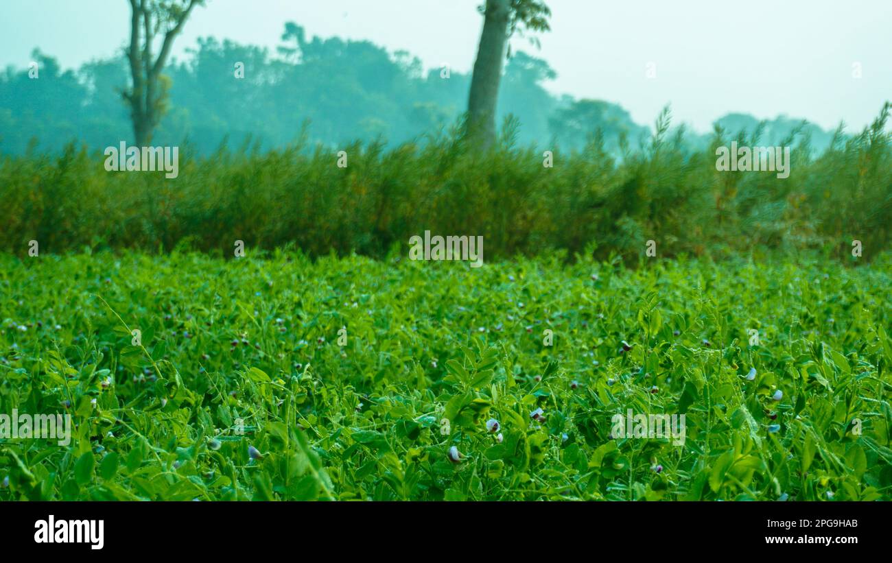 Crop field of Bangladesh. Vast pea fields. Close up photo of pea flower ...