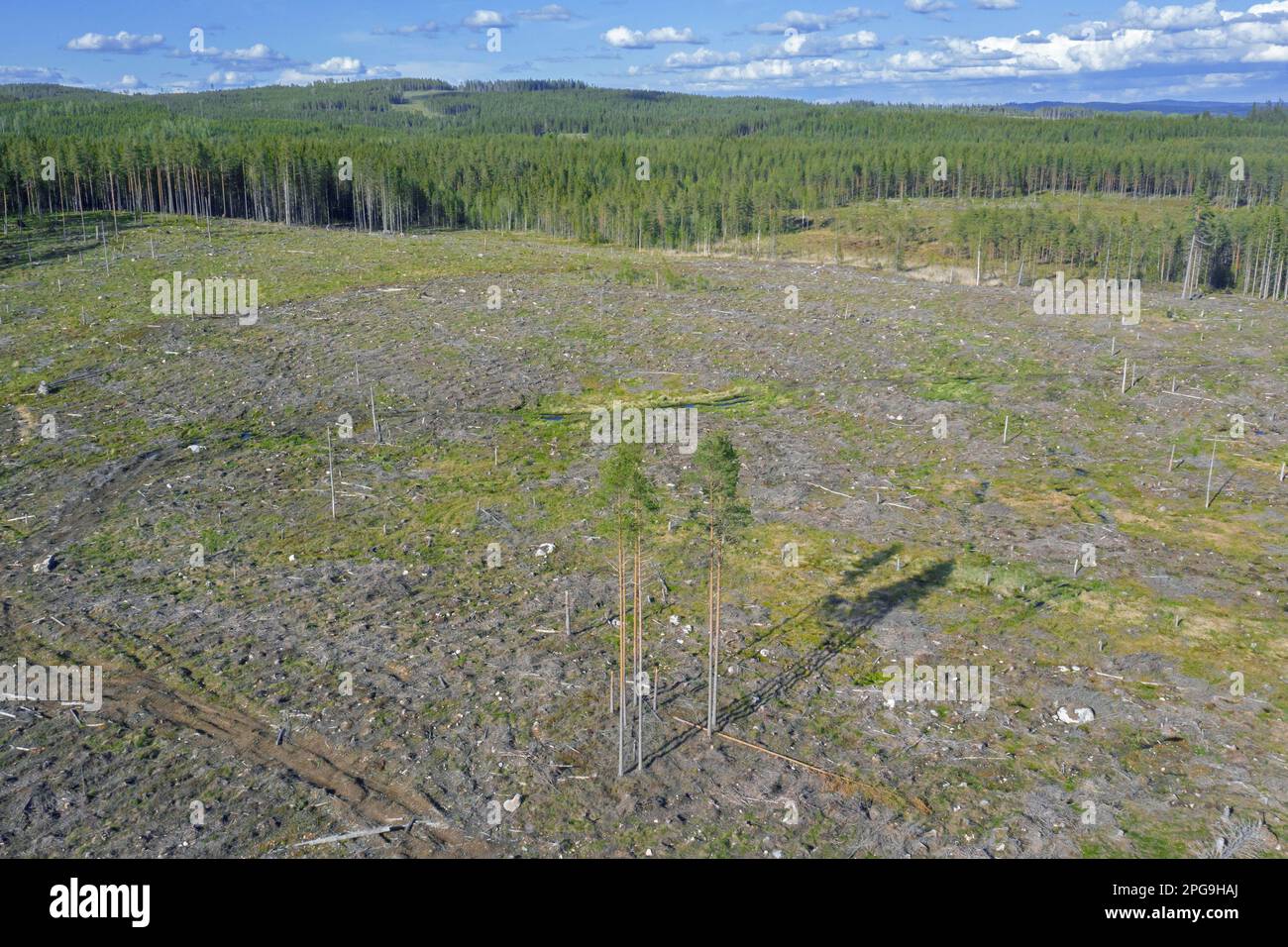 Aerial view over Swedish clearcut area, clearcutting / clearfelling is ...