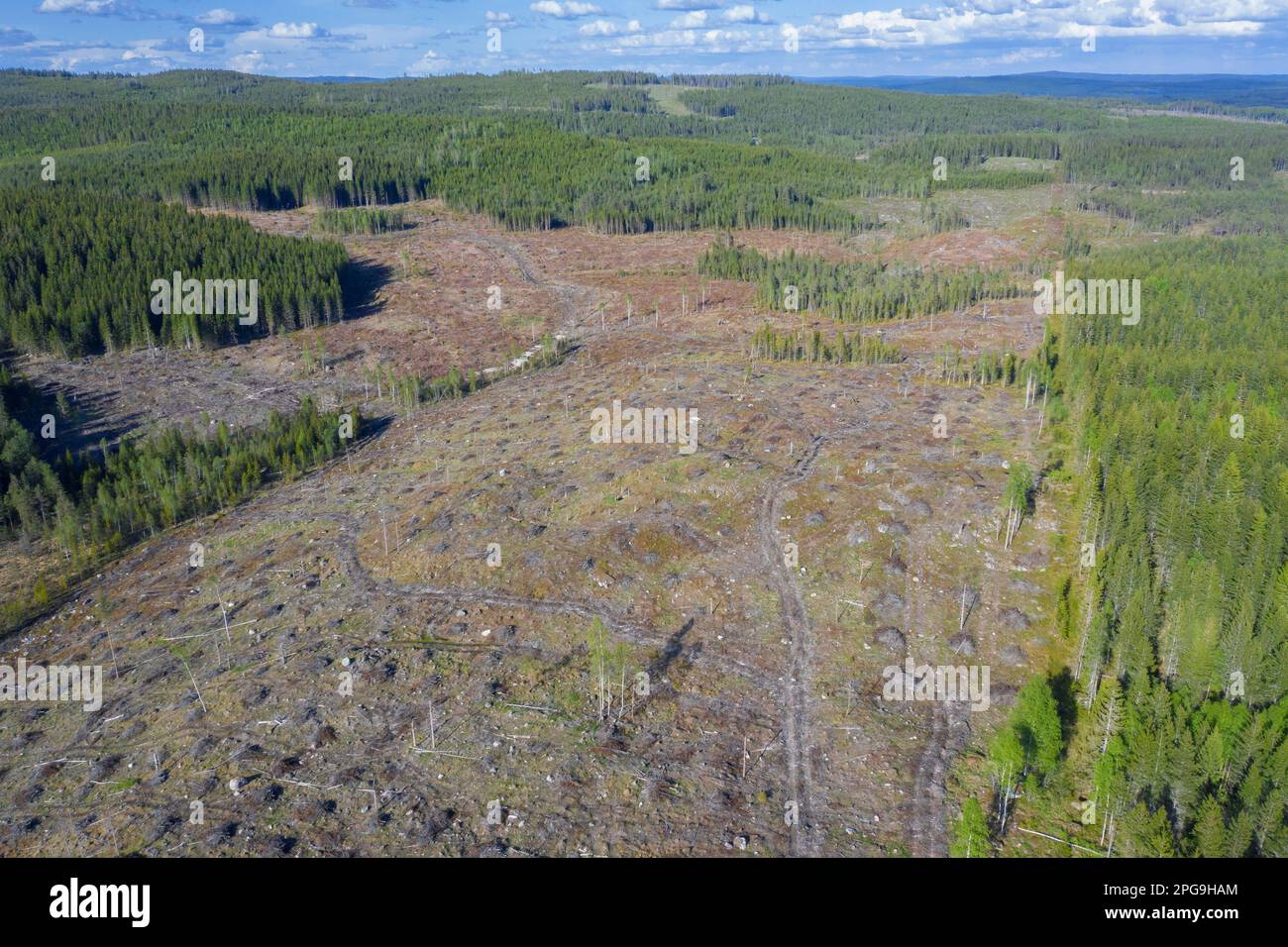 Aerial view over Swedish clearcut area, clearcutting / clearfelling is ...