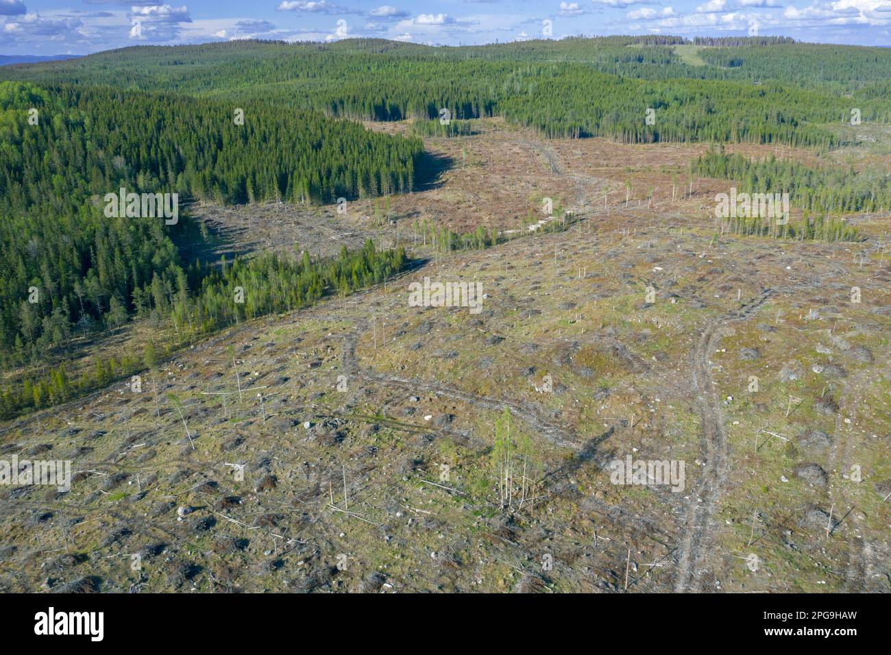 Aerial view over Swedish clearcut area, clearcutting / clearfelling is ...