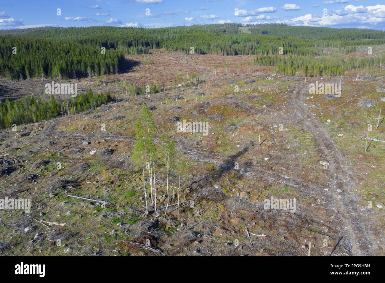 Aerial view over Swedish clearcut area, clearcutting / clearfelling is ...