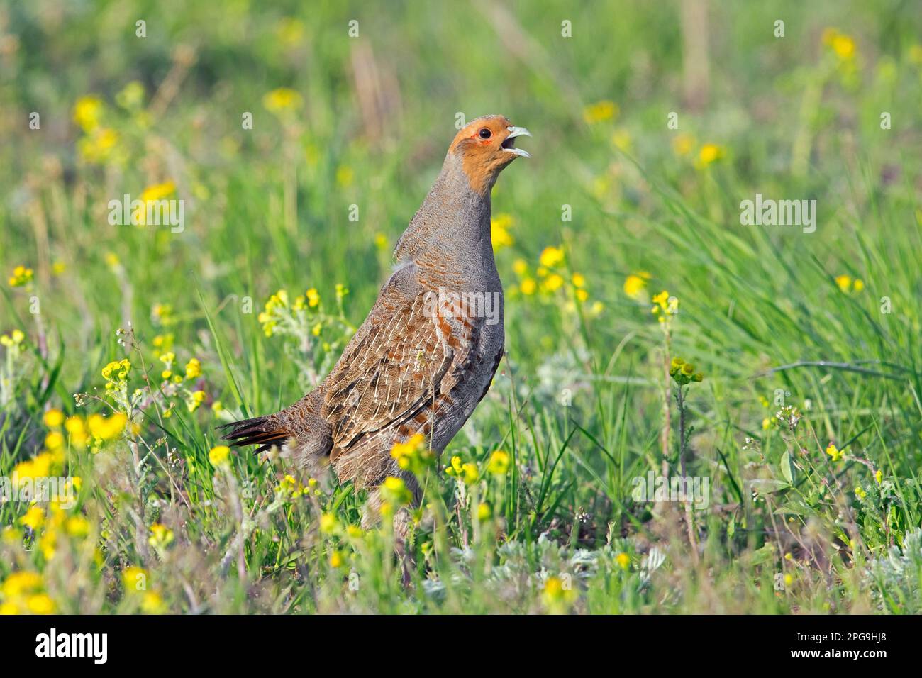 Grey partridge / English partridge / hun (Perdix perdix) male / cock ...