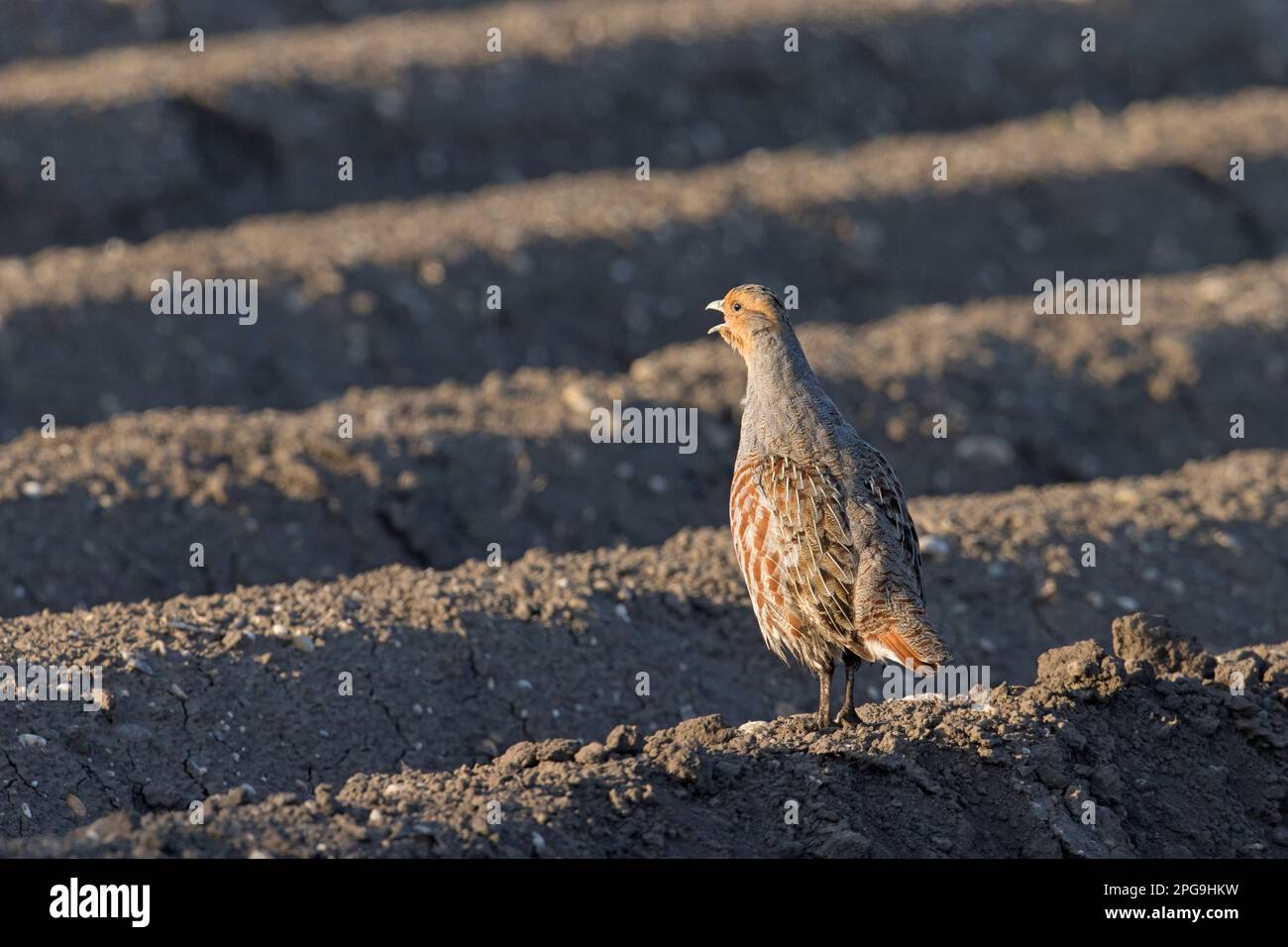 Grey partridge / English partridge / hun (Perdix perdix) male / cock ...
