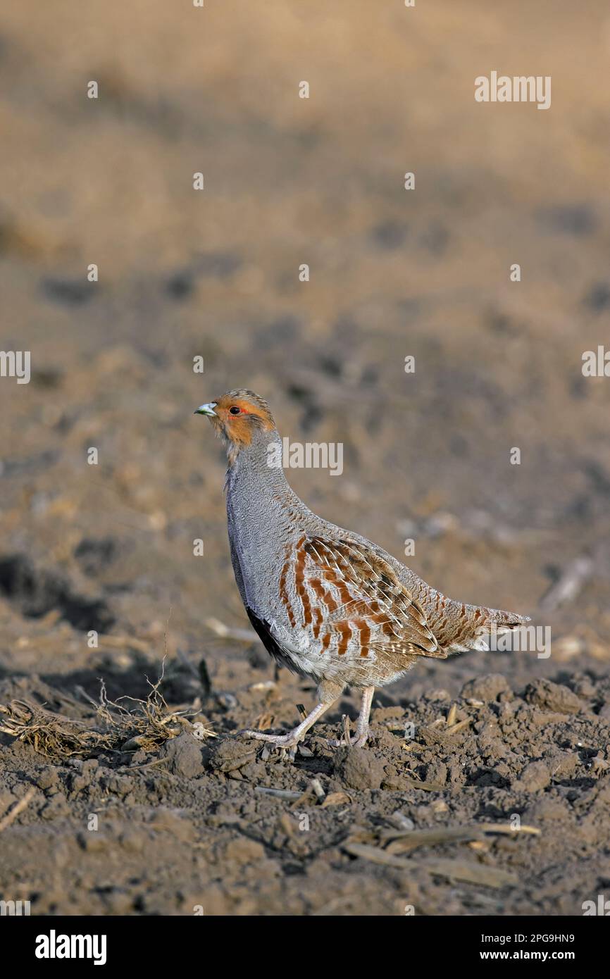 Grey partridge / English partridge / hun (Perdix perdix) male / cock ...