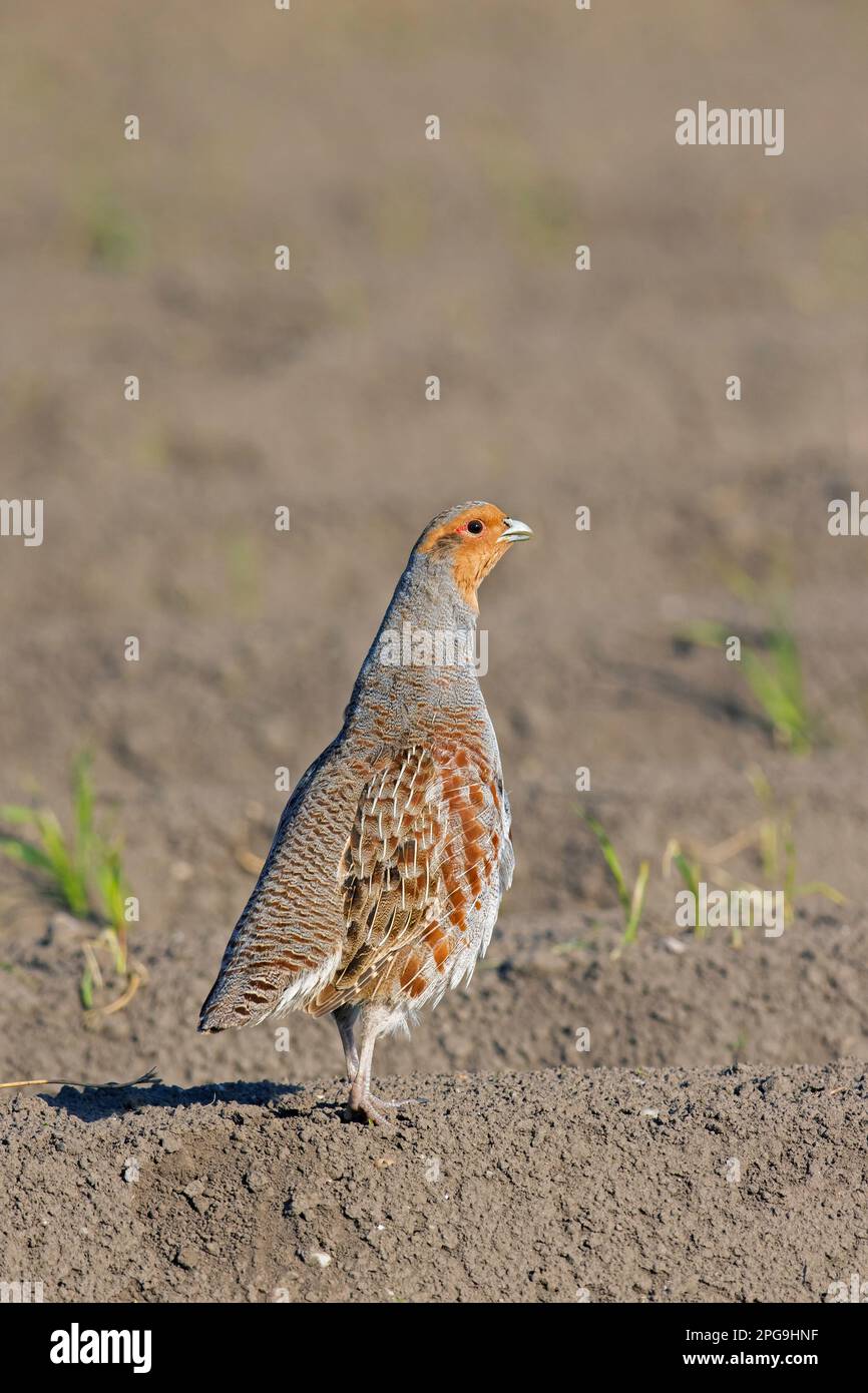 Grey partridge / English partridge / hun (Perdix perdix) male / cock ...