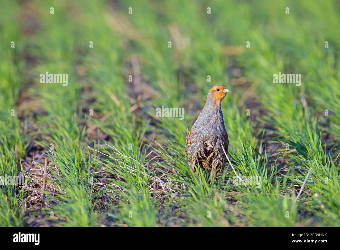 Grey partridge / English partridge / hun (Perdix perdix) male / cock ...