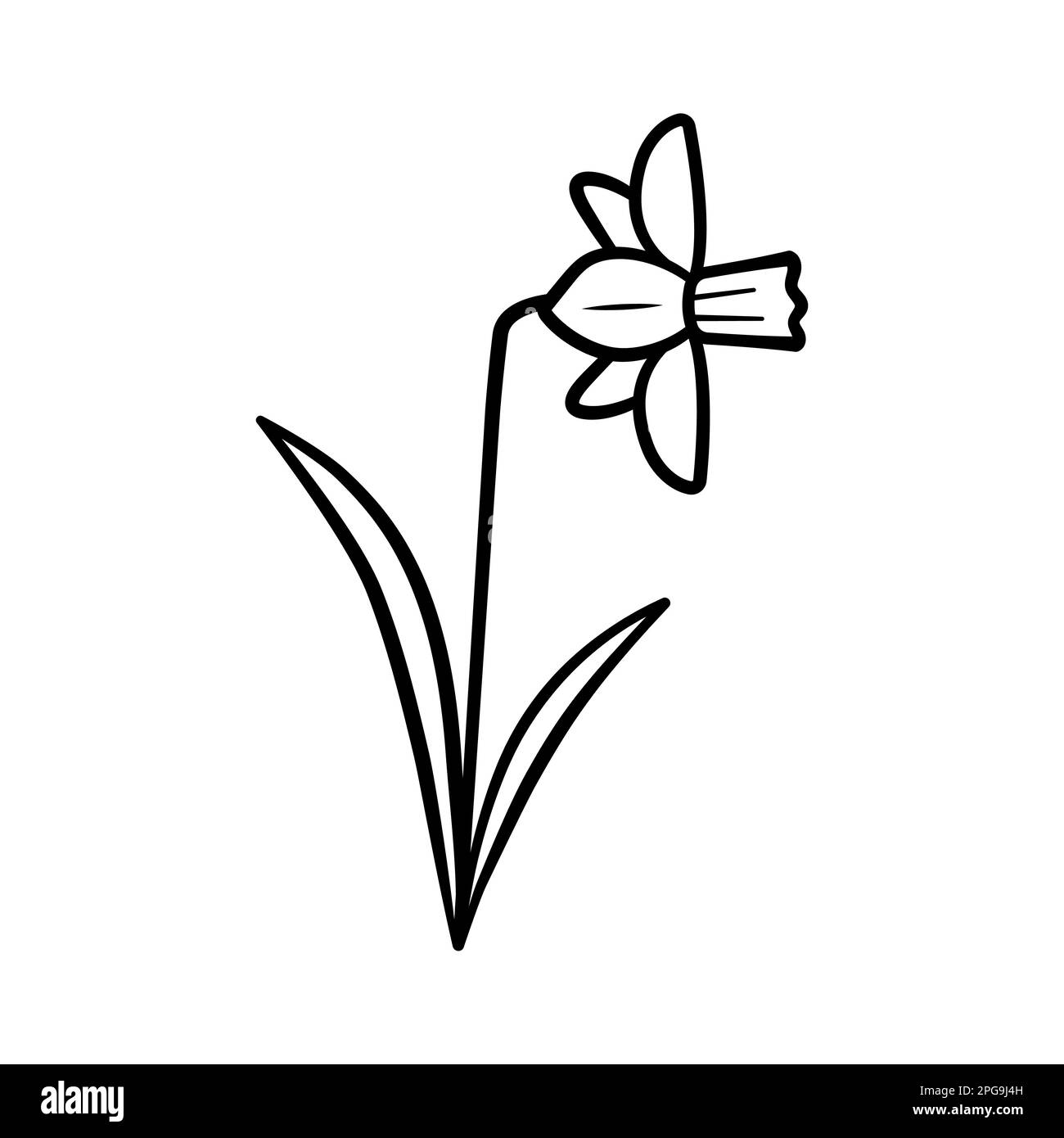 Daffodil Clipart Black And White