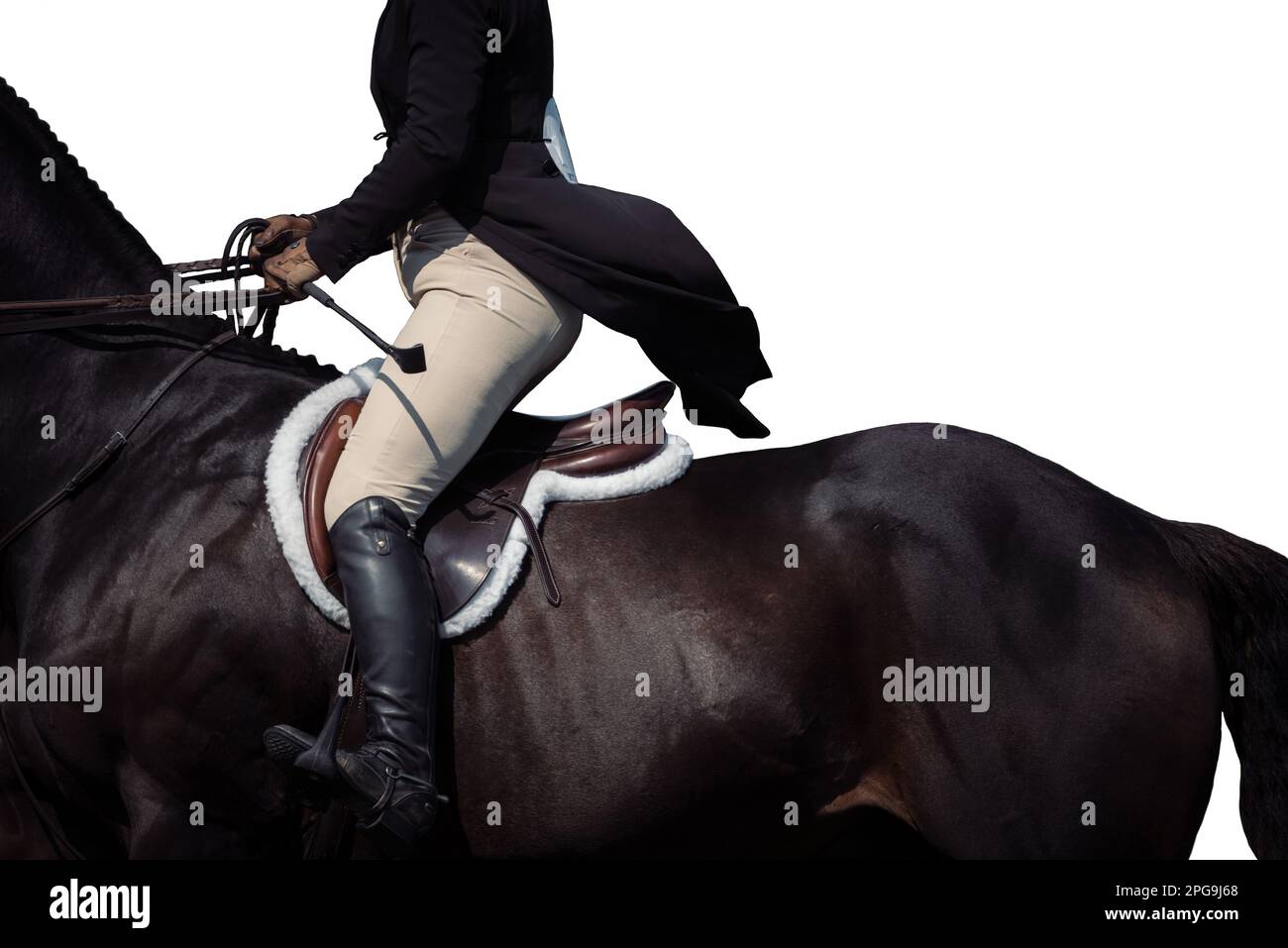 High key, white background of rider, no faces shown, and horses ...