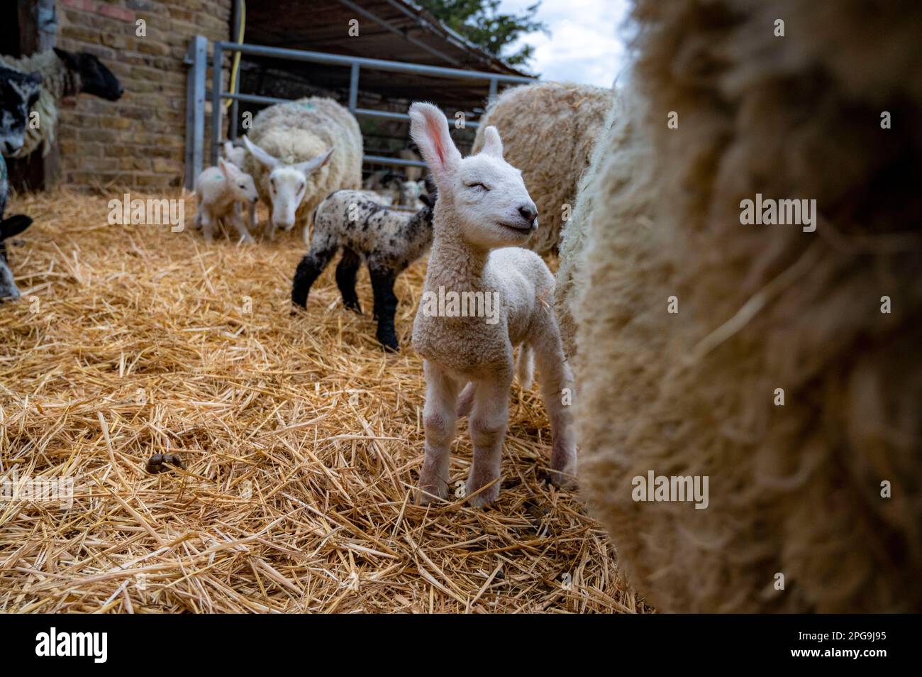 Essex farm yard lambing season in full swing Stock Photo - Alamy