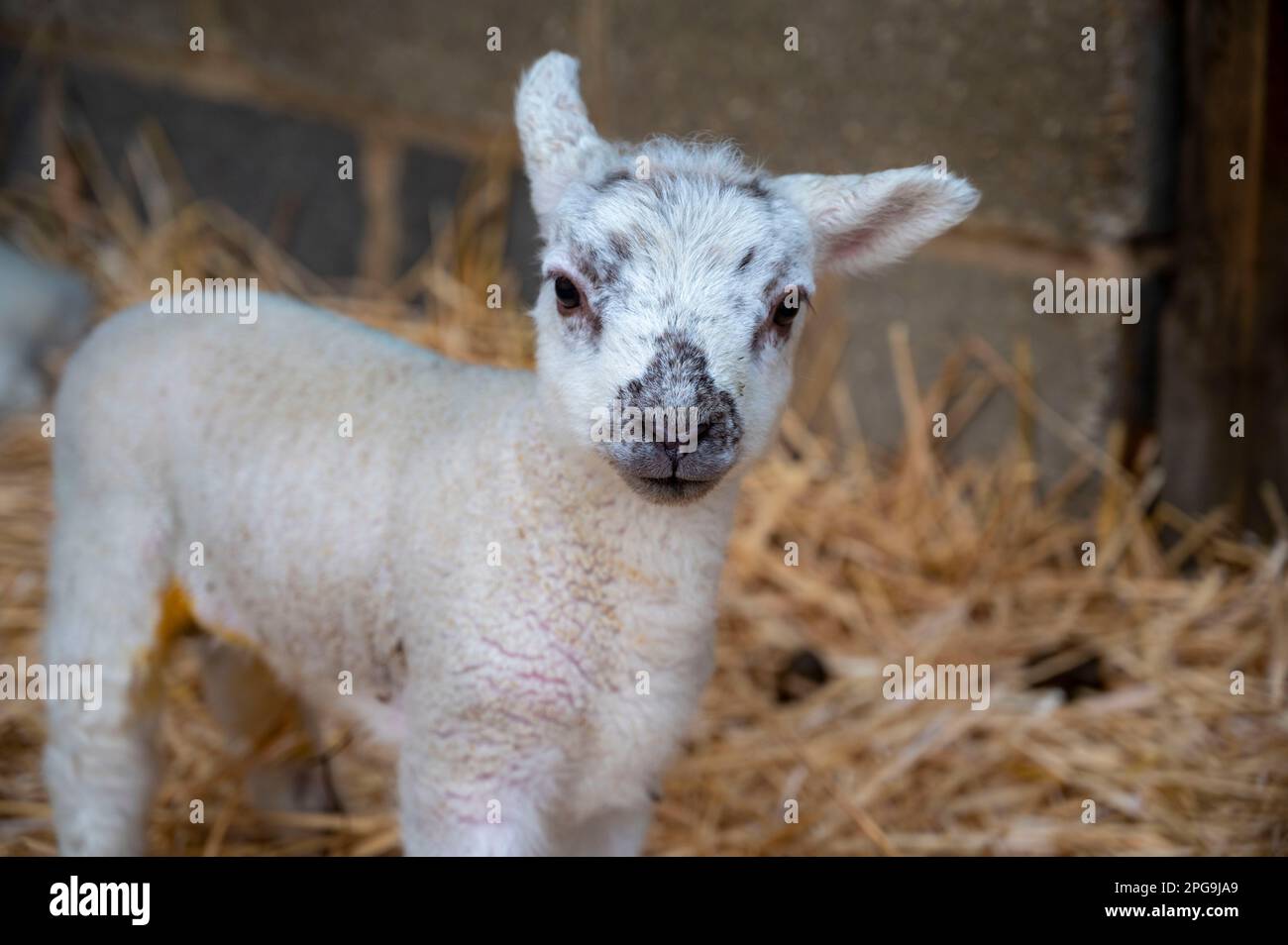 Bunny ear lambs hi-res stock photography and images - Alamy