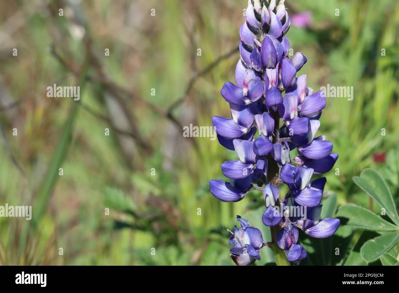Blue flowering raceme inflorescence of Lupinus Succulentus, Fabaceae ...